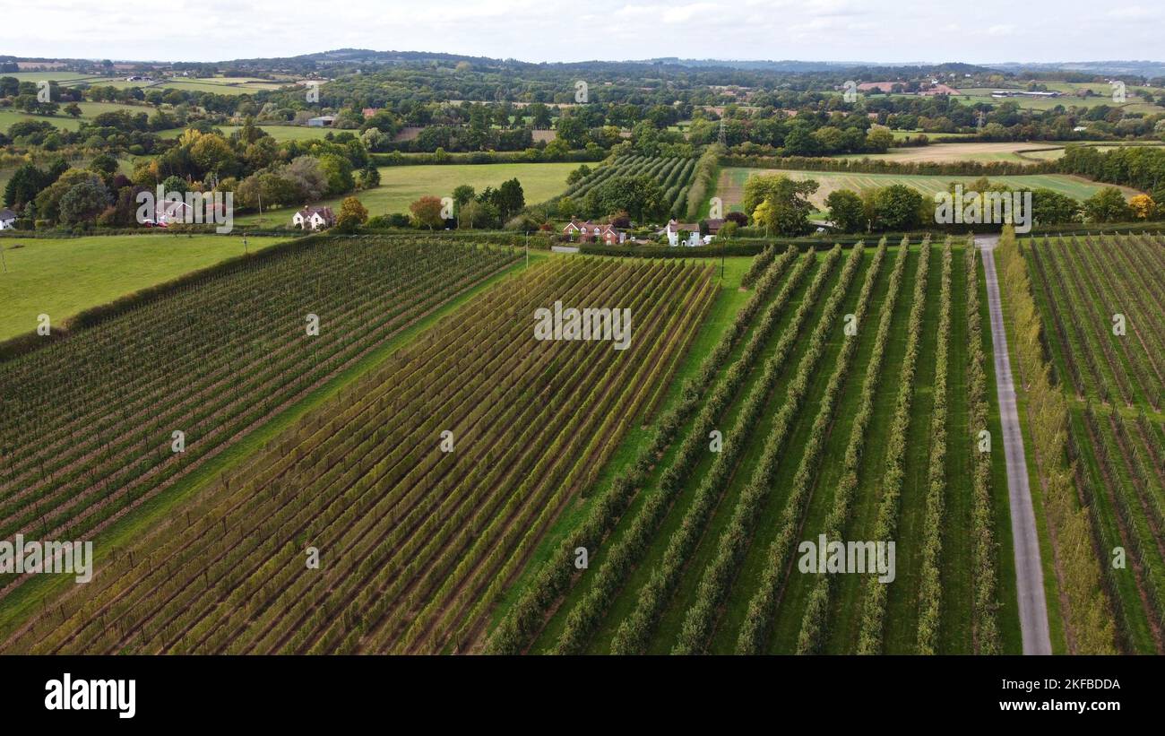 Aerial view of apple orchard Stock Photo - Alamy
