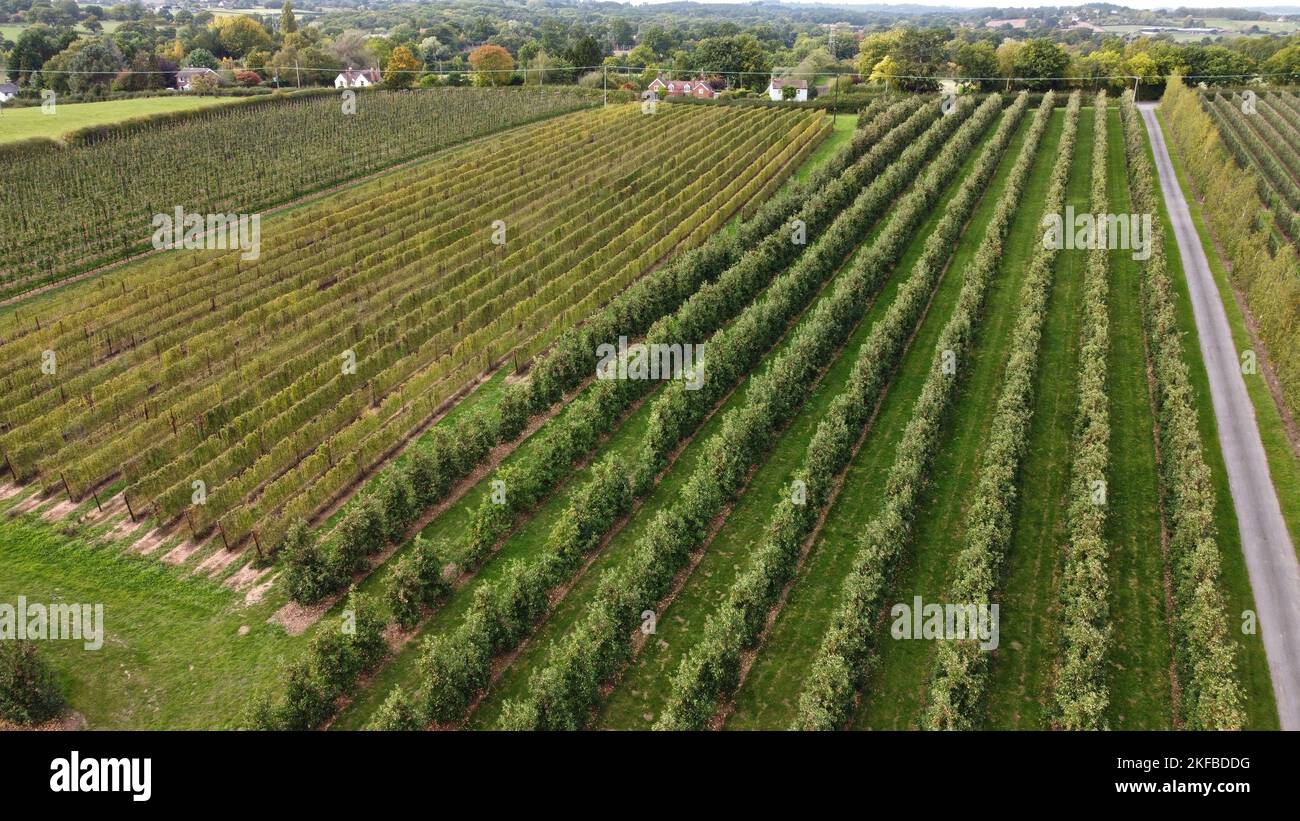 Aerial view of apple orchard Stock Photo - Alamy