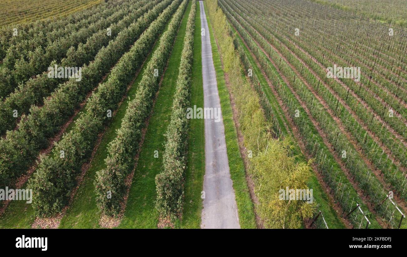 Aerial view of apple orchard Stock Photo - Alamy