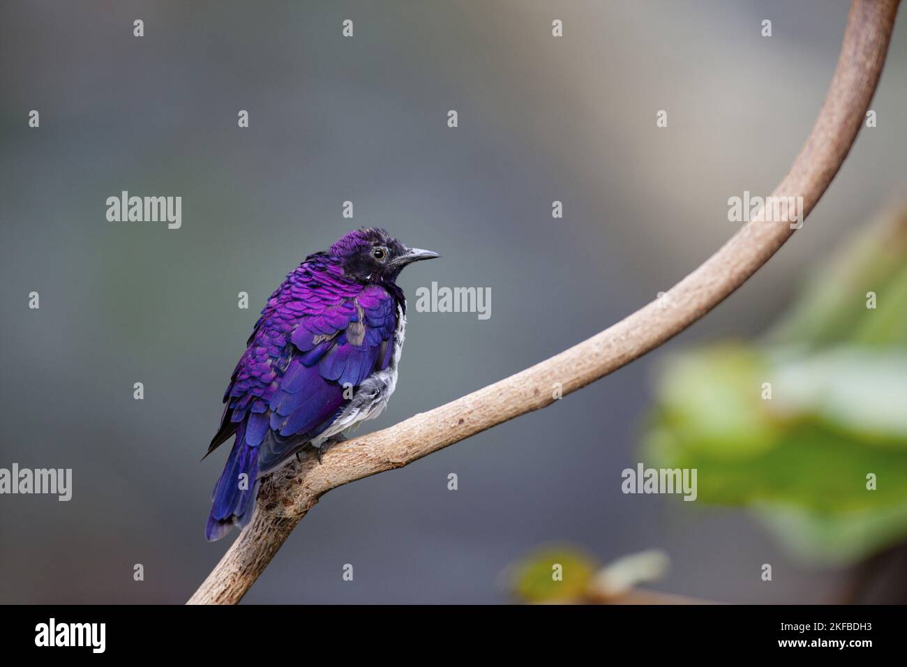 Violet backed starlings hi-res stock photography and images - Alamy