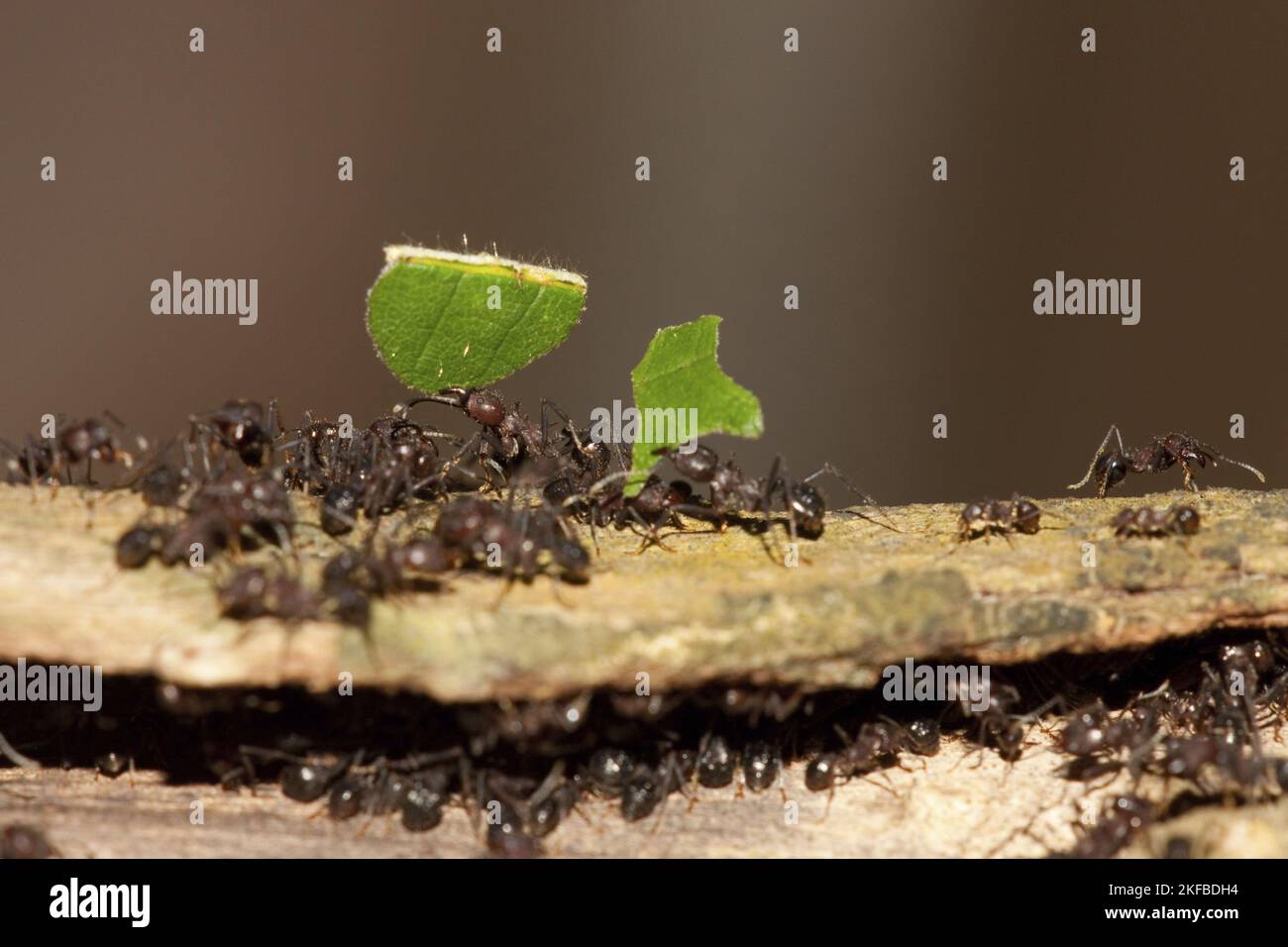 Ants carry leaves hi-res stock photography and images - Alamy