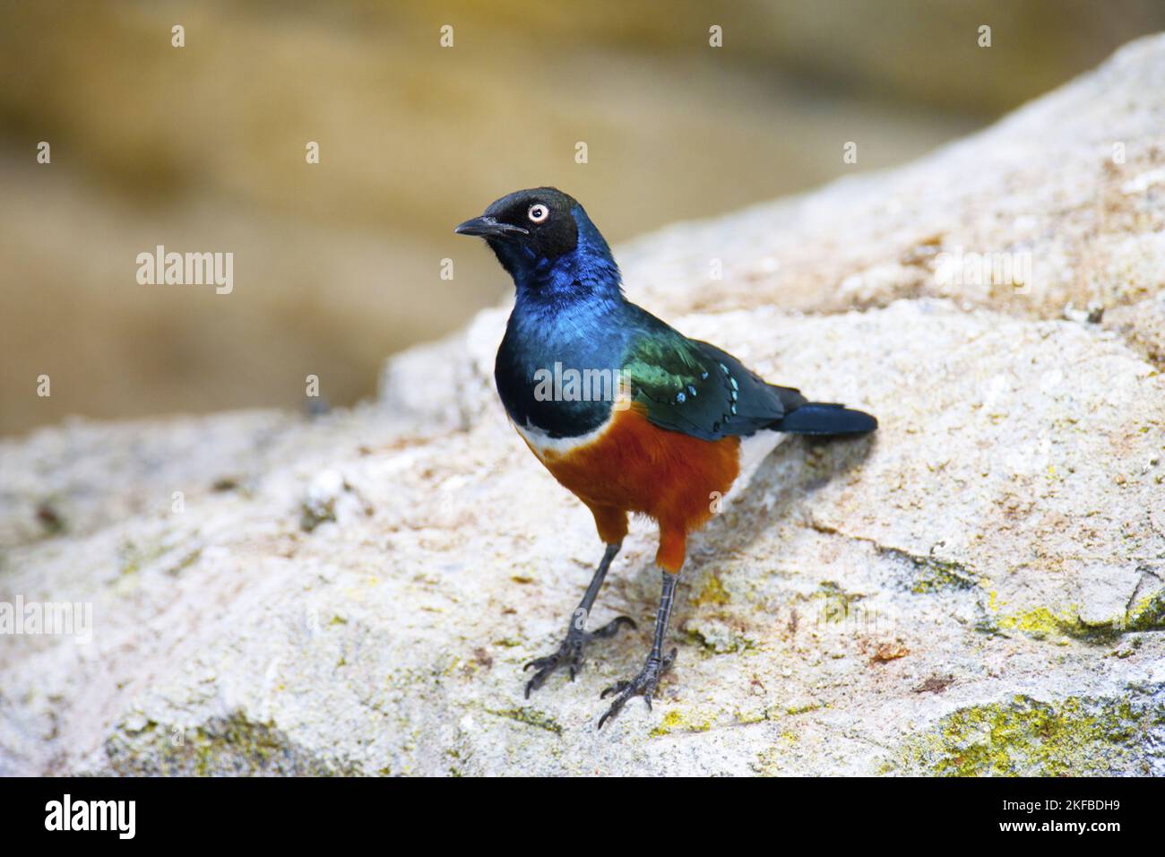 Adult superb starling hi-res stock photography and images - Alamy