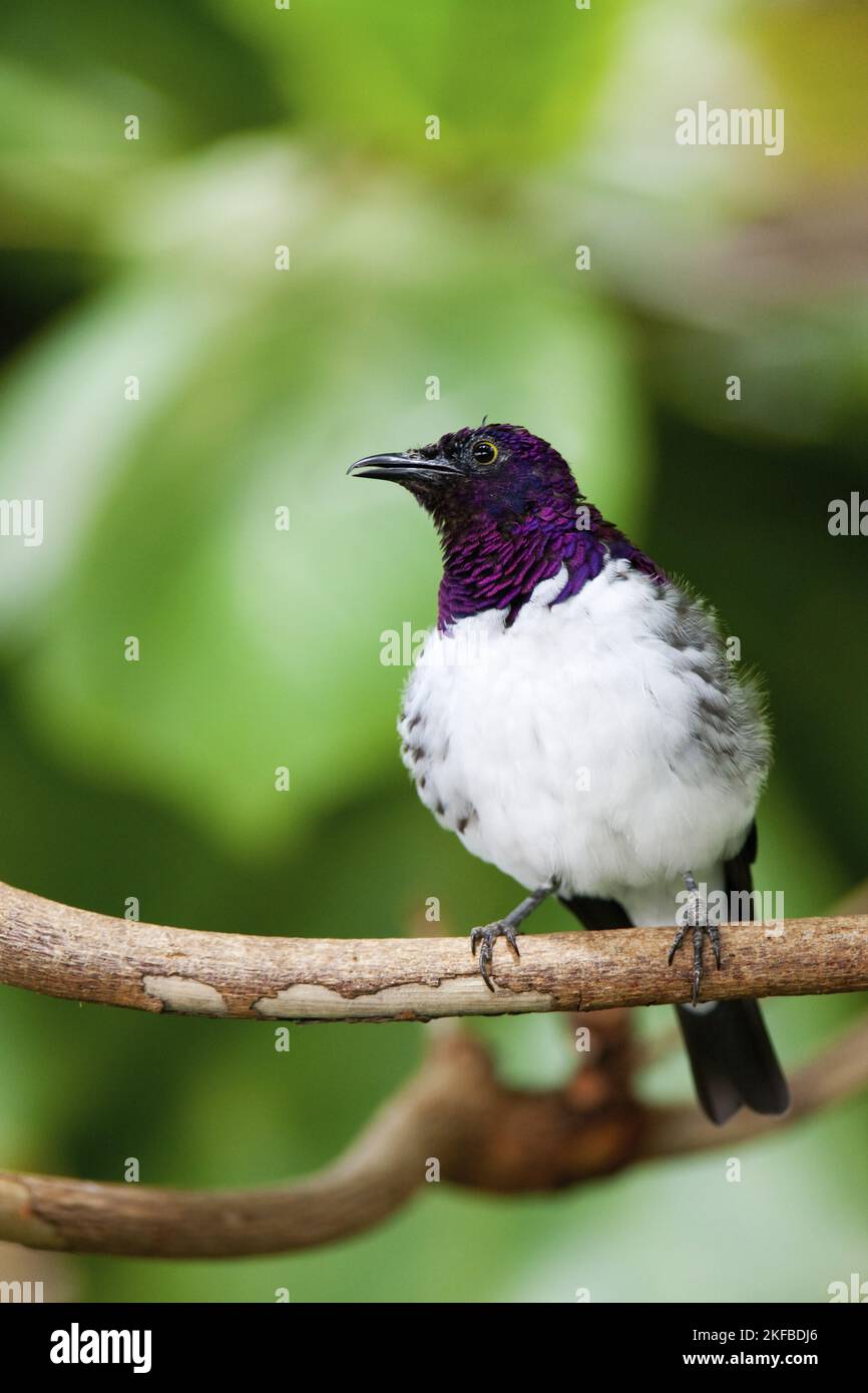 Violet backed starlings hi-res stock photography and images - Alamy
