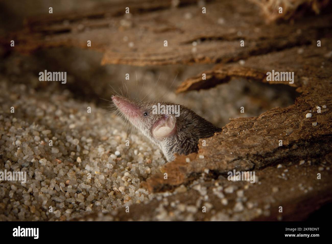 White toothed pygmy shrews suncus etruscus hi-res stock photography and ...
