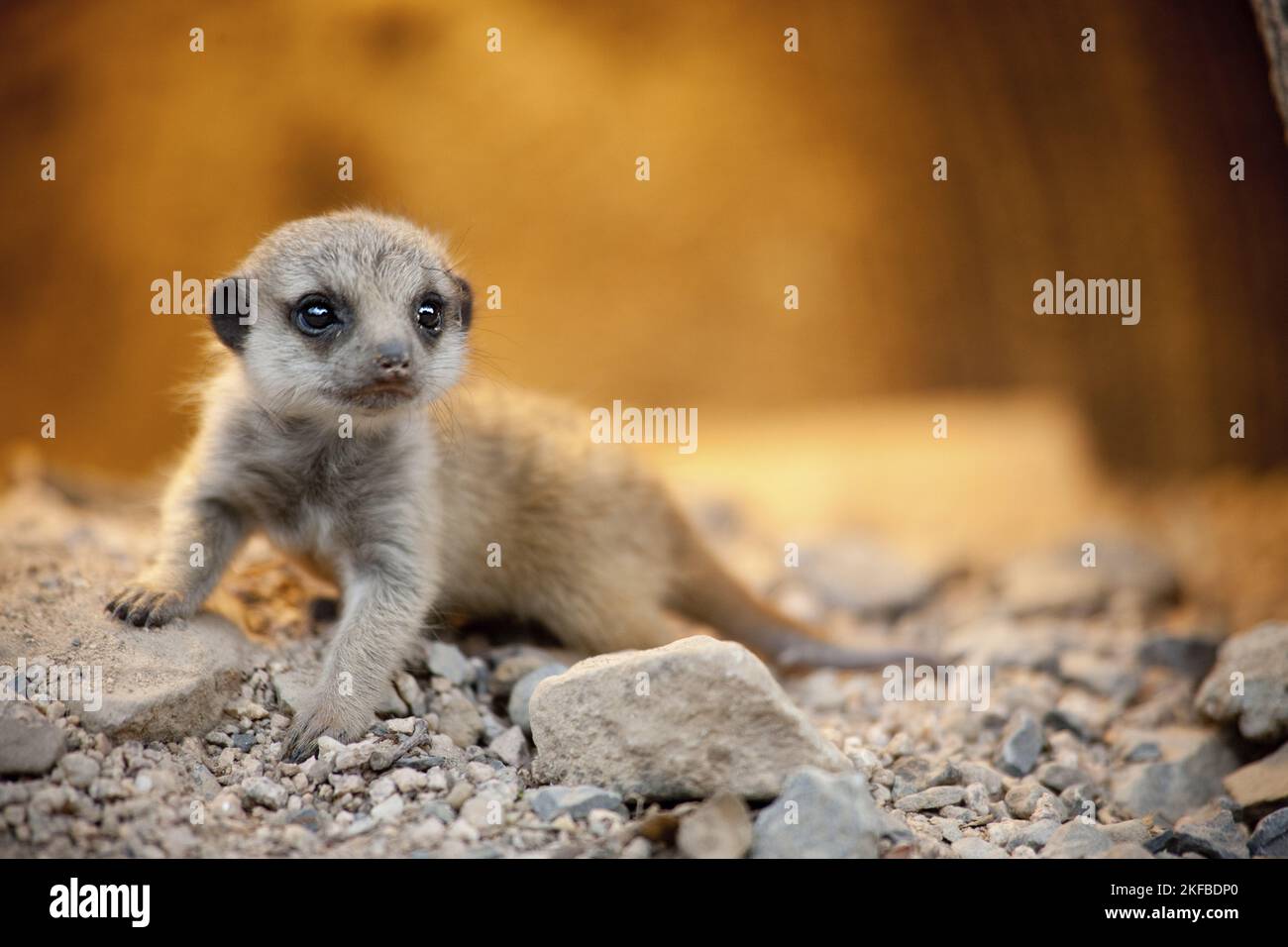 Suricat baby hi-res stock photography and images - Alamy