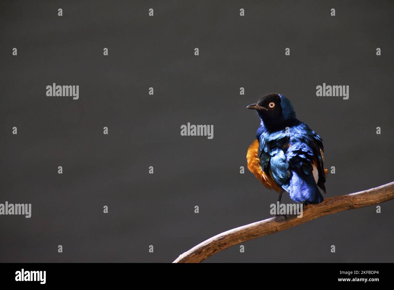 Adult superb starling hi-res stock photography and images - Alamy