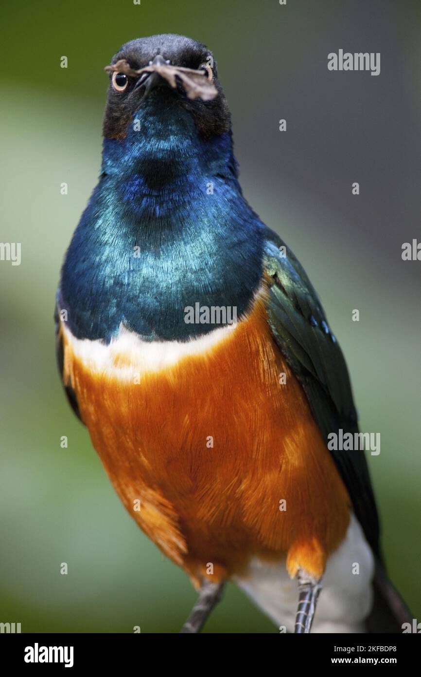Superb starlings lamprotornis superbus hi-res stock photography and ...