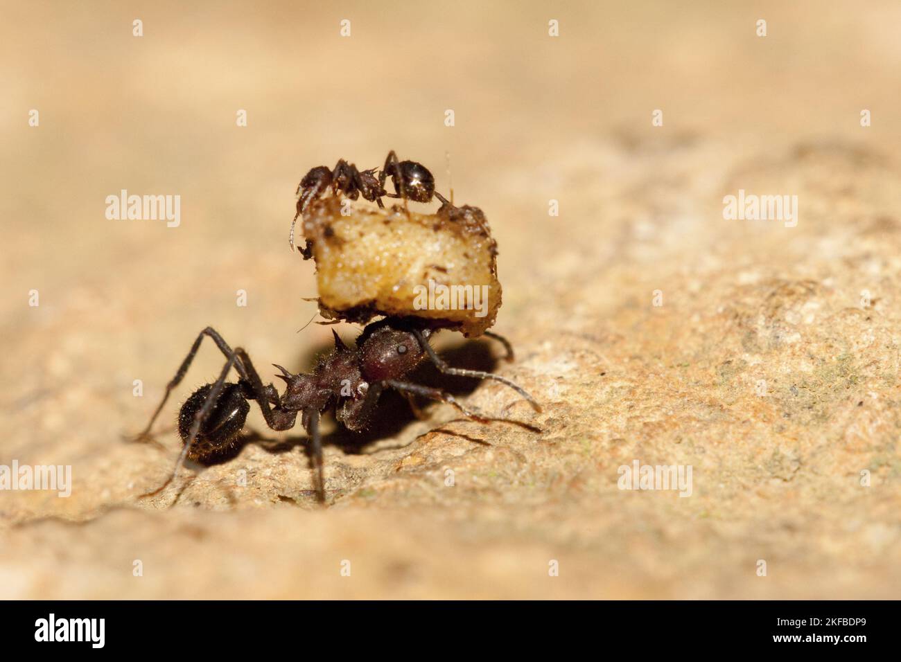 Cutting ants hi-res stock photography and images - Alamy