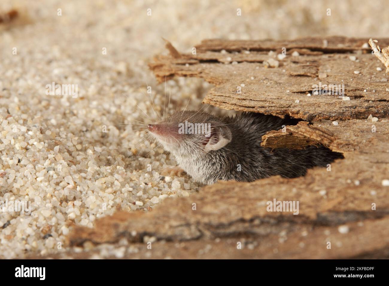 Etruscan pygmy shrew Stock Photo - Alamy