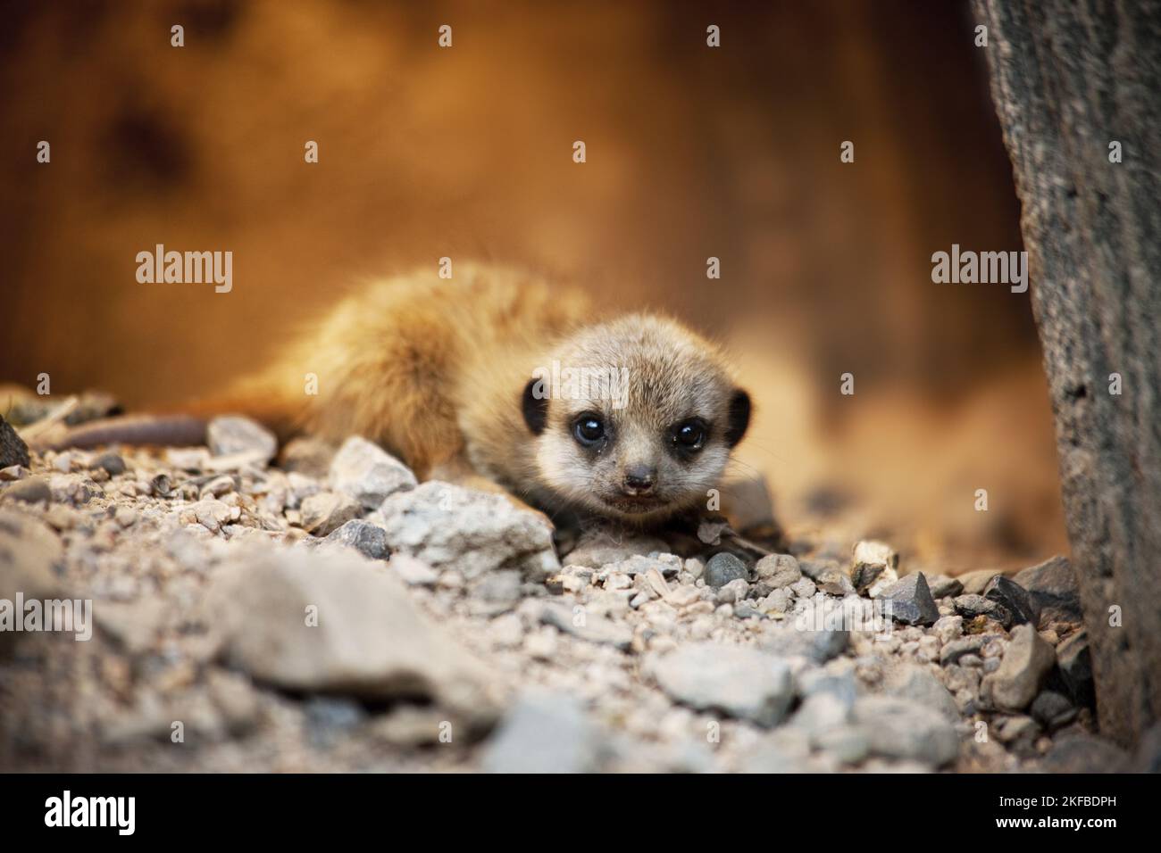 Suricat baby hi-res stock photography and images - Alamy
