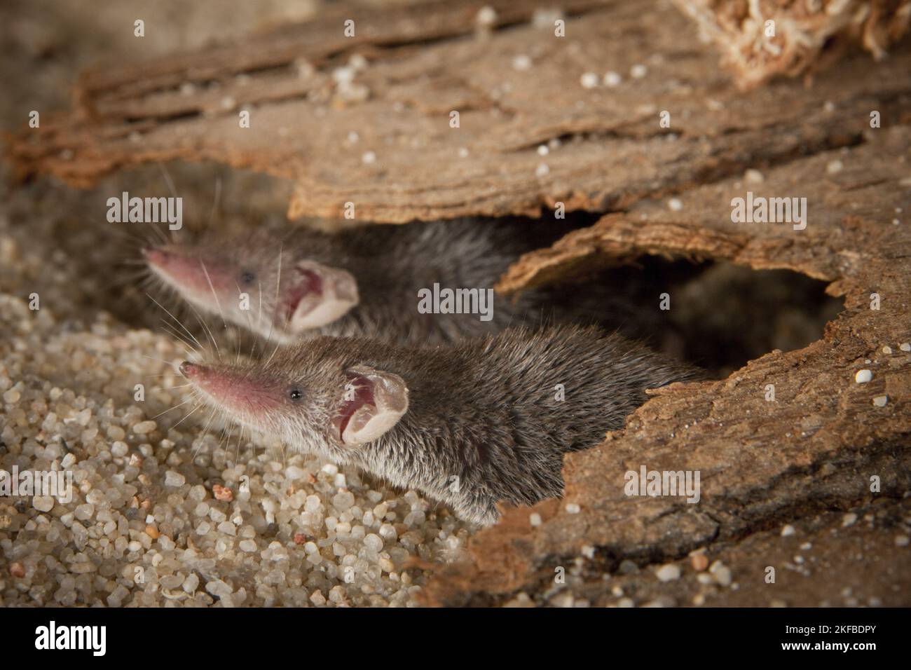 Etruscan pygmy shrew Stock Photo - Alamy