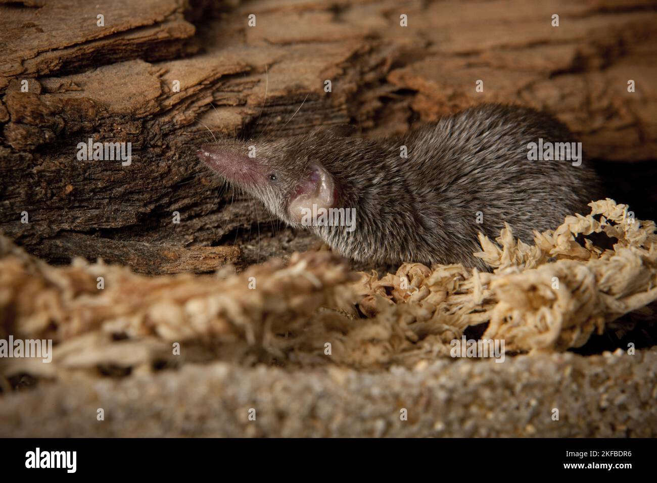 Etruscan pygmy shrew Stock Photo - Alamy
