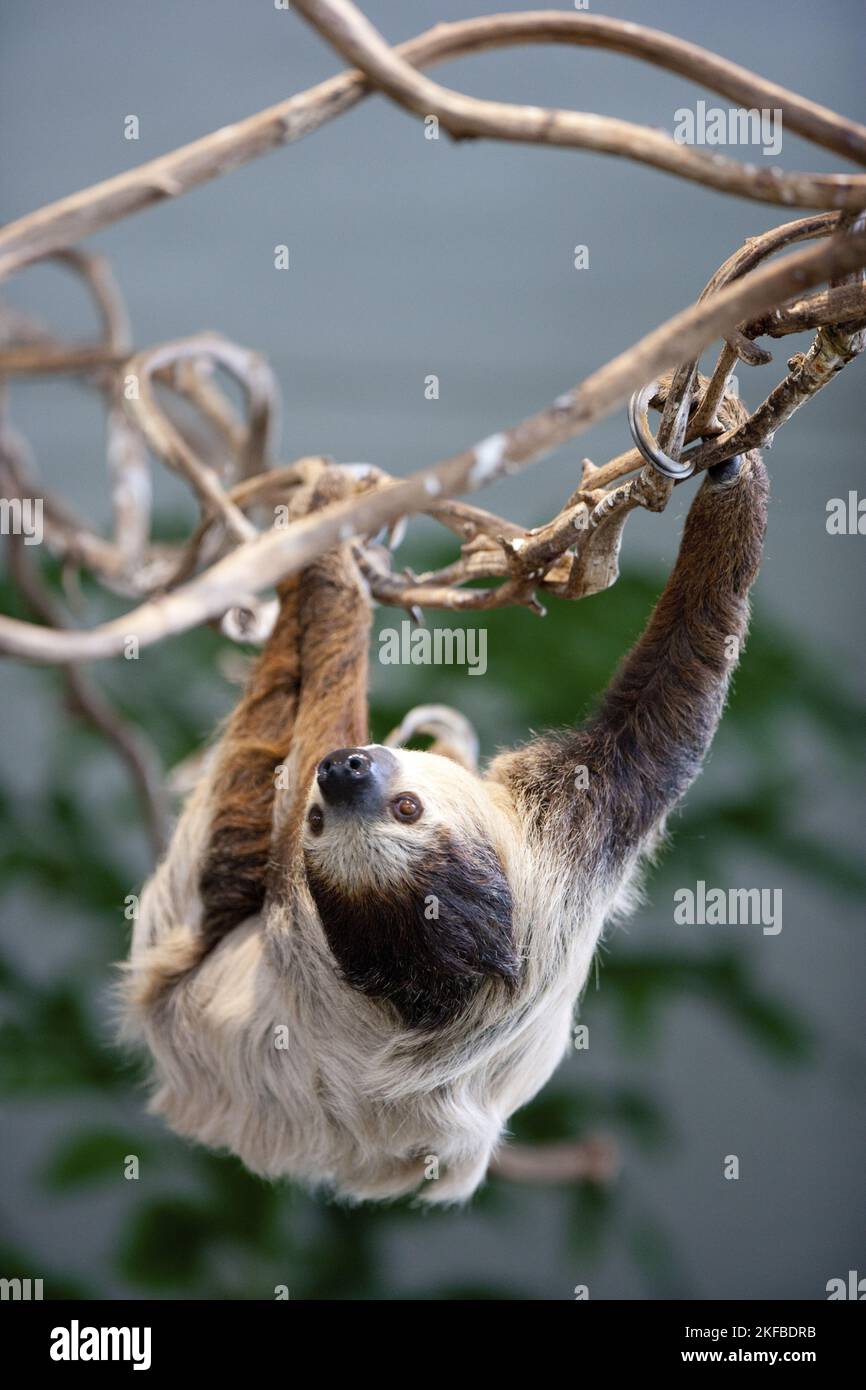 Xenarthrans hi-res stock photography and images - Alamy