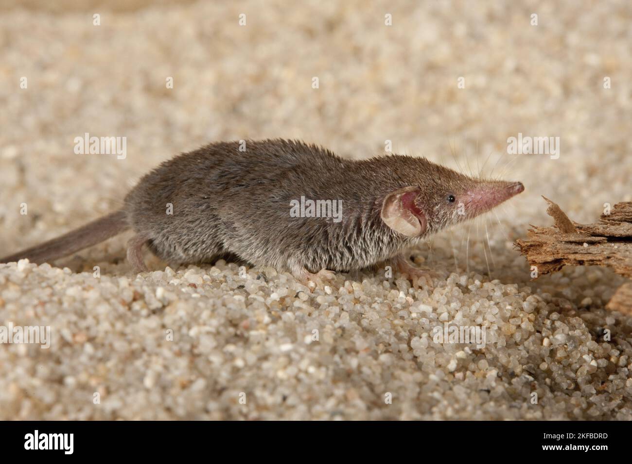 Etruscan pygmy shrew Stock Photo - Alamy