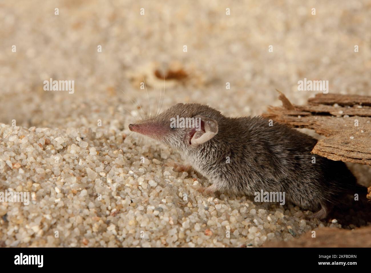 Etruscan shrew hi-res stock photography and images - Alamy