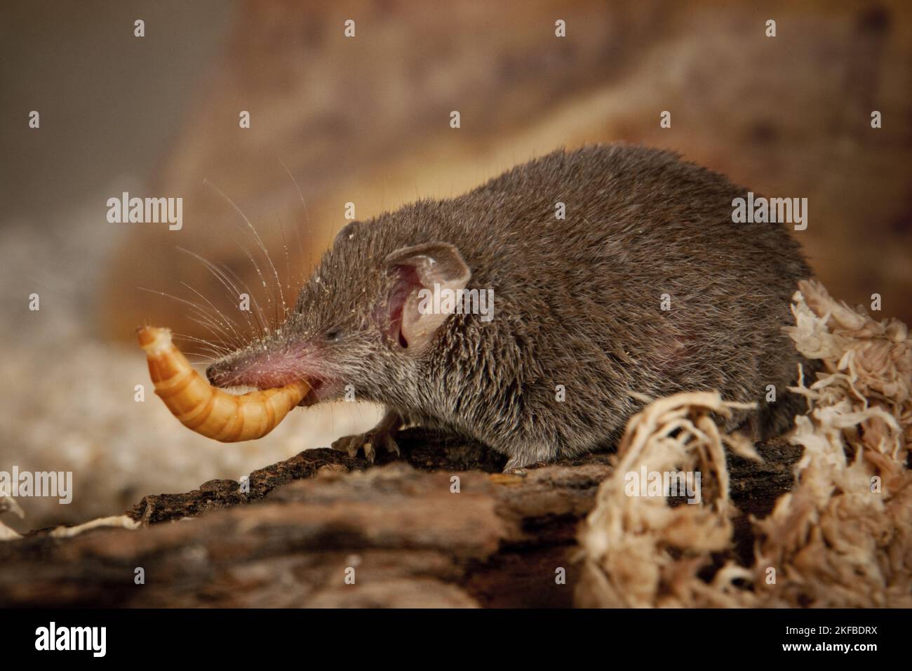 White toothed pygmy shrews suncus etruscus hi-res stock photography and ...