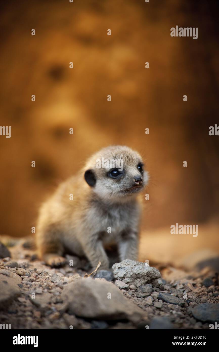 Suricat baby hi-res stock photography and images - Alamy