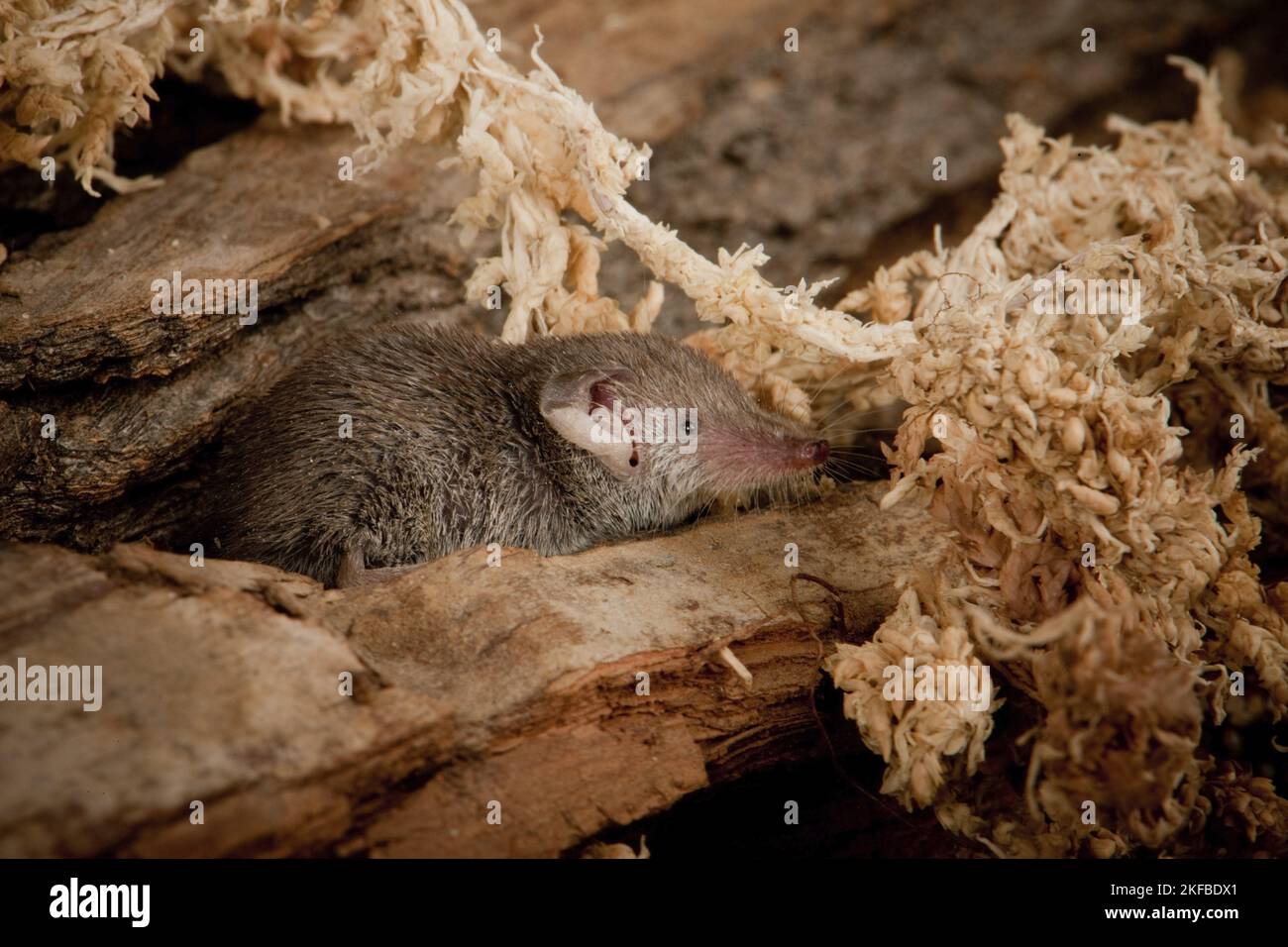 Etruscan pygmy shrew Stock Photo - Alamy