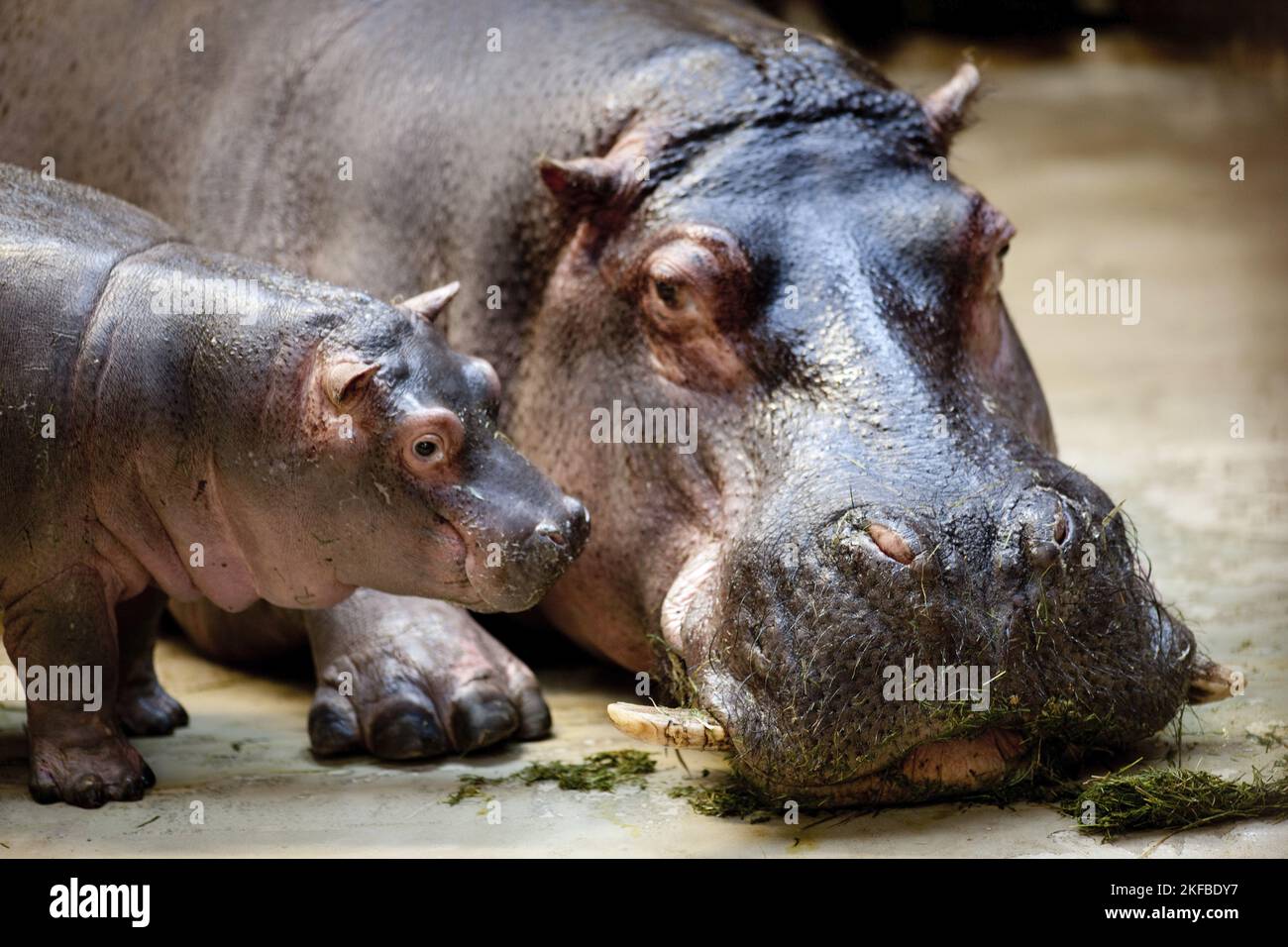 Laying hippo hi-res stock photography and images - Alamy