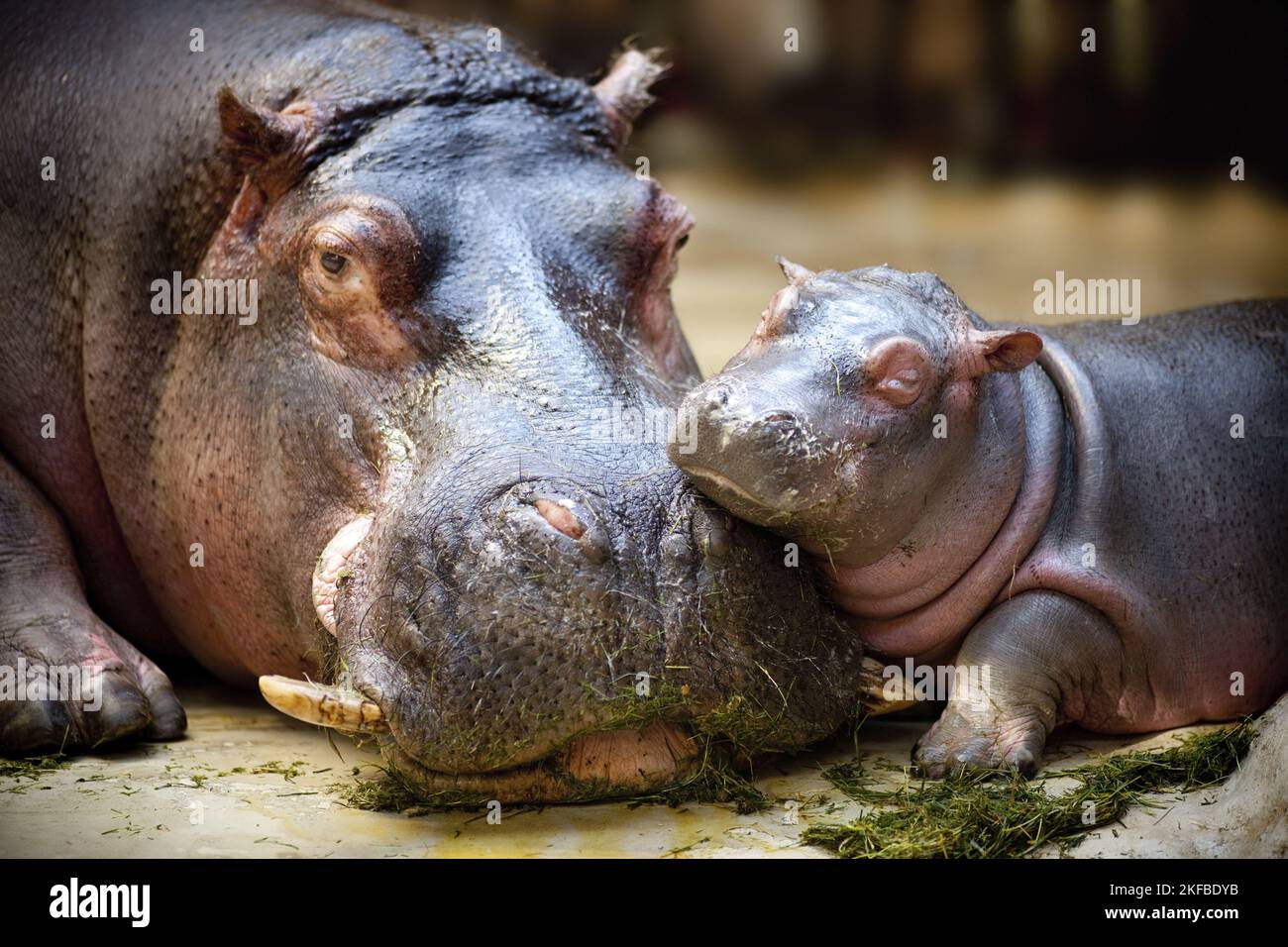 Hippo mother with baby Stock Photo - Alamy