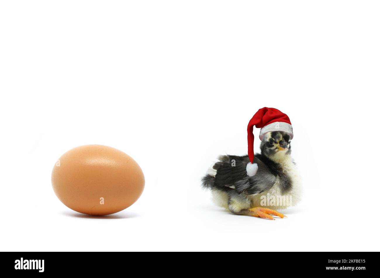 Christmas chick.Christmas chick and an egg isolated on white background ...