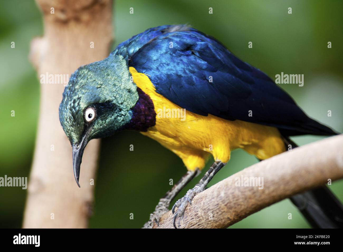 Golden breasted starling cosmopsarus hi-res stock photography and ...