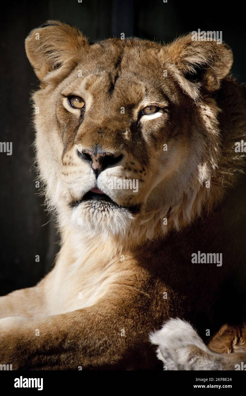 lioness in front of black background Stock Photo - Alamy