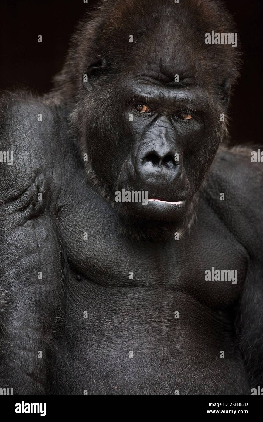 Side view of a gorilla hi-res stock photography and images - Alamy