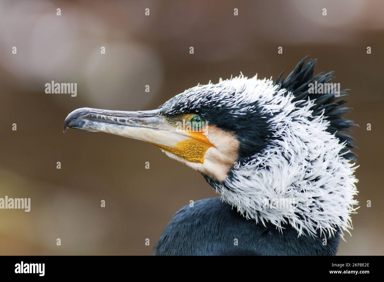 Cormorant with white head hi-res stock photography and images - Alamy