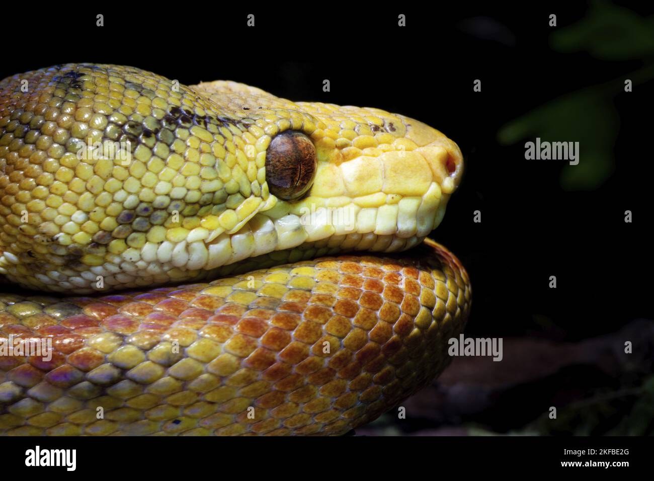 Boa serpents hi-res stock photography and images - Alamy