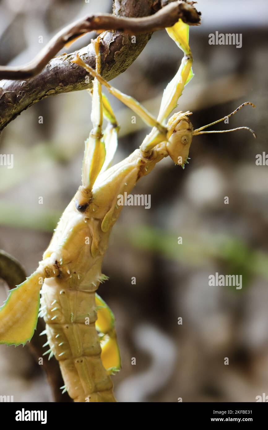 Ghost insects hi-res stock photography and images - Alamy