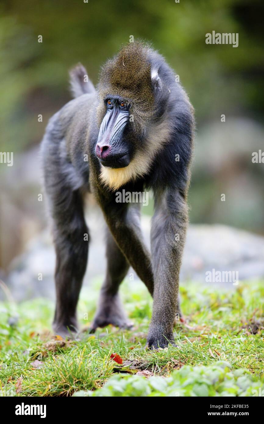 Mandrill standing hi-res stock photography and images - Alamy