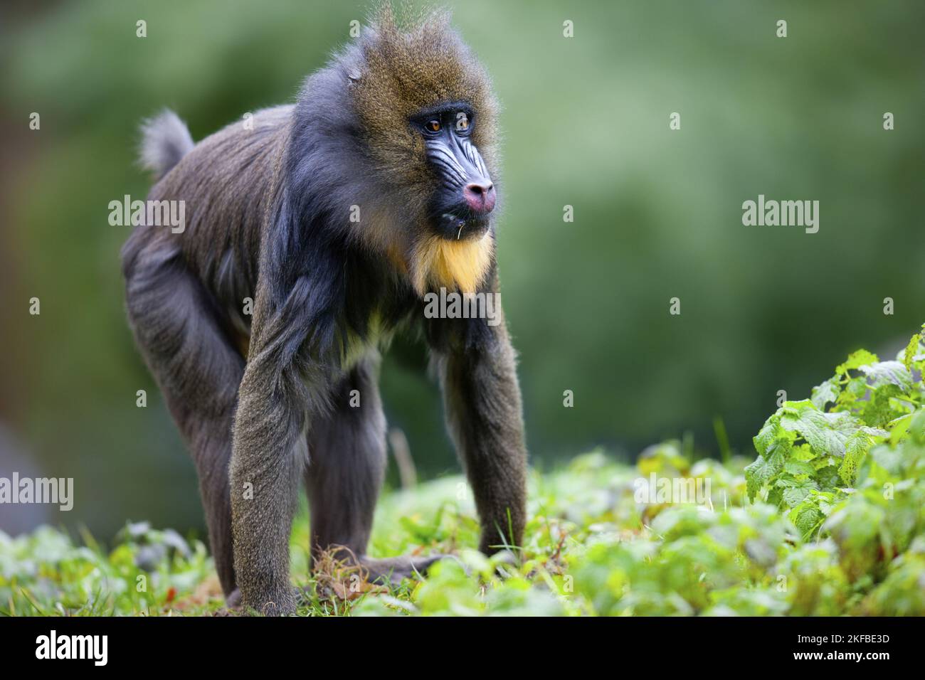 Mandrill mandrillus sphinx side view hi-res stock photography and ...