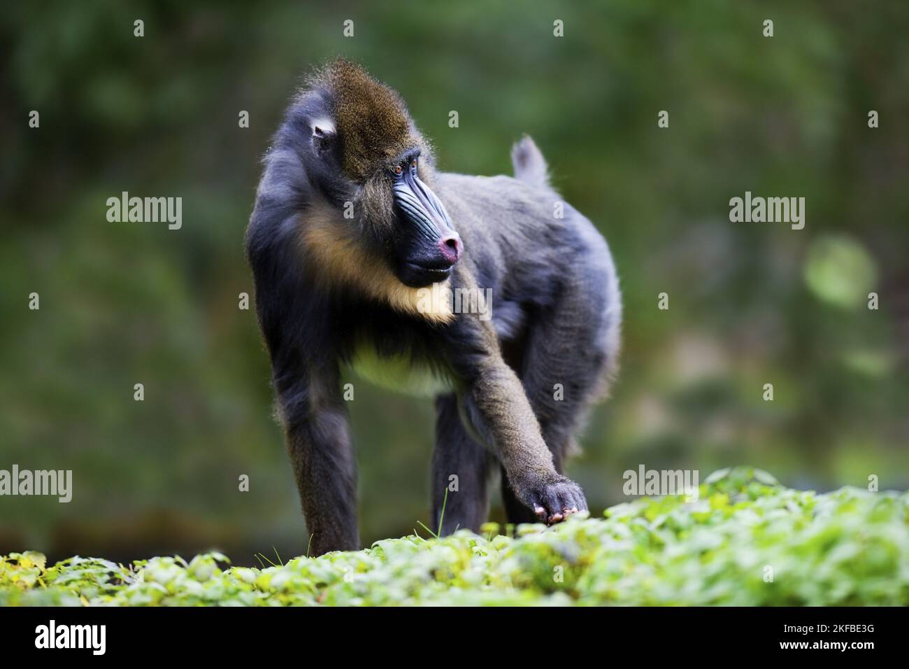 Mandrill mandrillus sphinx side view hi-res stock photography and ...