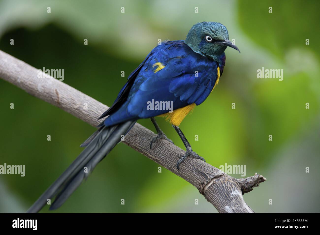 Golden breasted starling cosmopsarus hi-res stock photography and ...