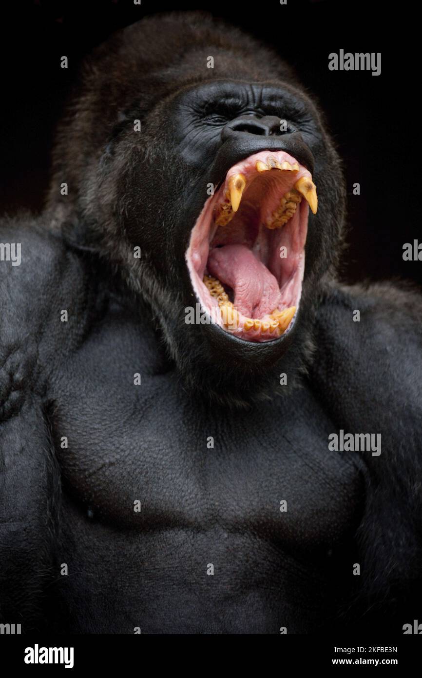 Gorilla teeth hi-res stock photography and images - Alamy