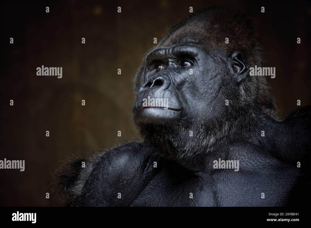 Dark gorilla hi-res stock photography and images - Alamy