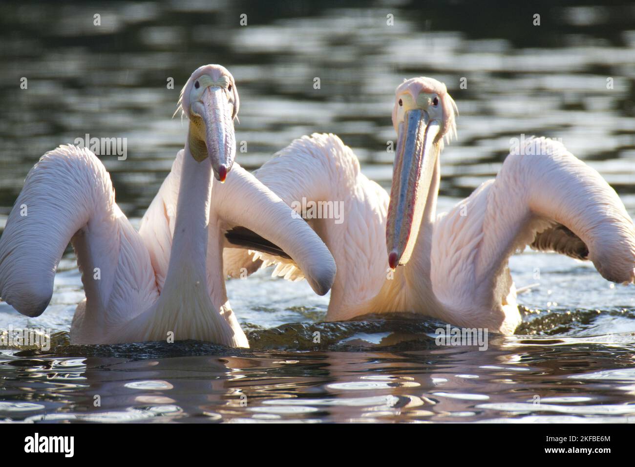 Pelicans in the water hi-res stock photography and images - Alamy