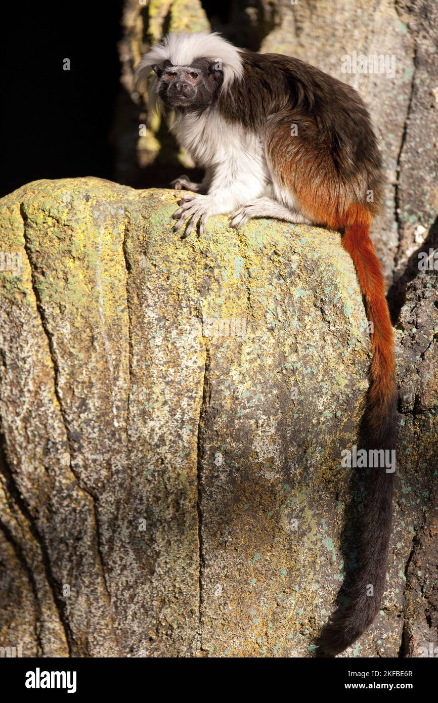 Pinché tamarin hi-res stock photography and images - Alamy