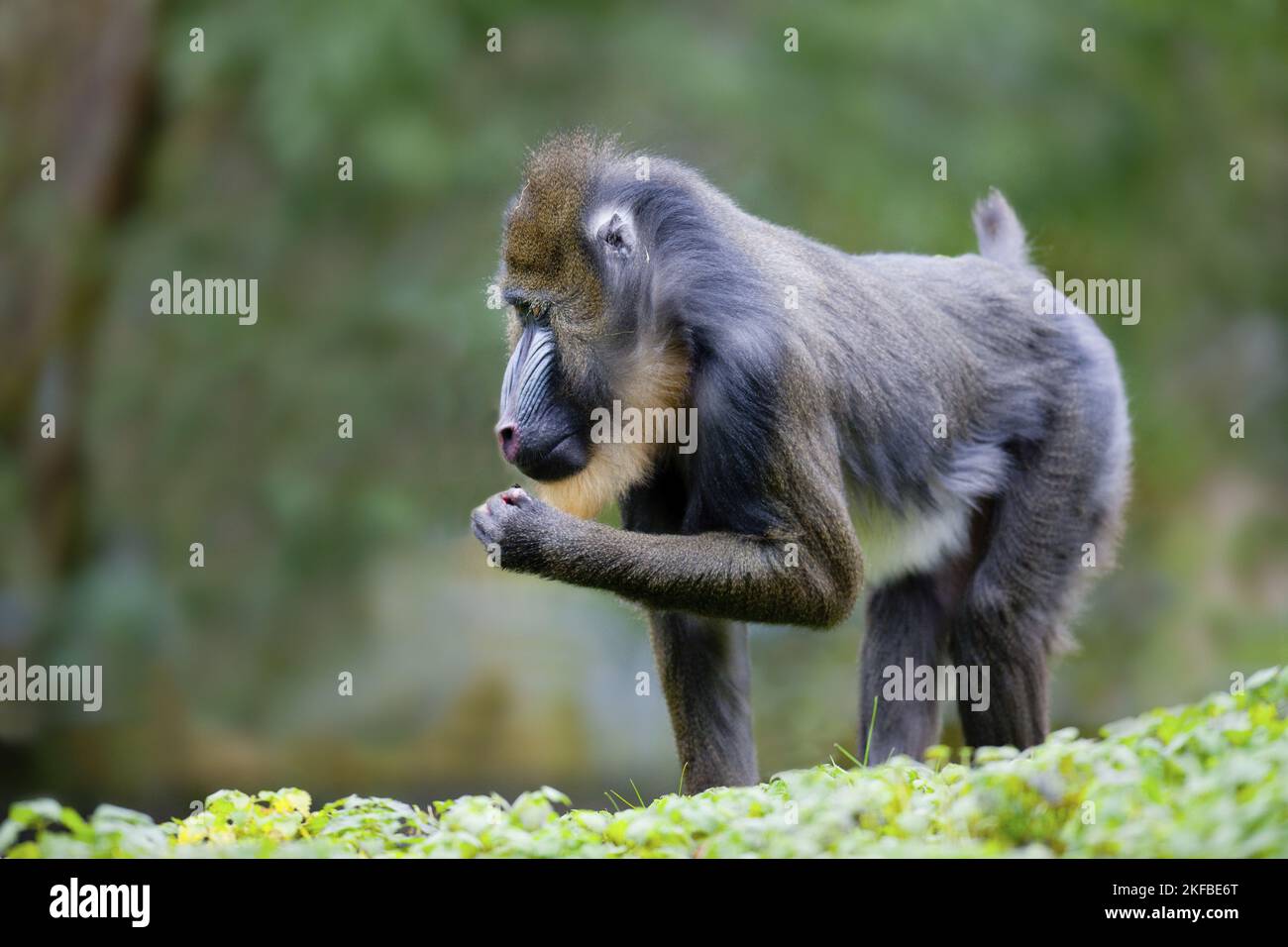 Mandrill mandrillus sphinx side view hi-res stock photography and ...