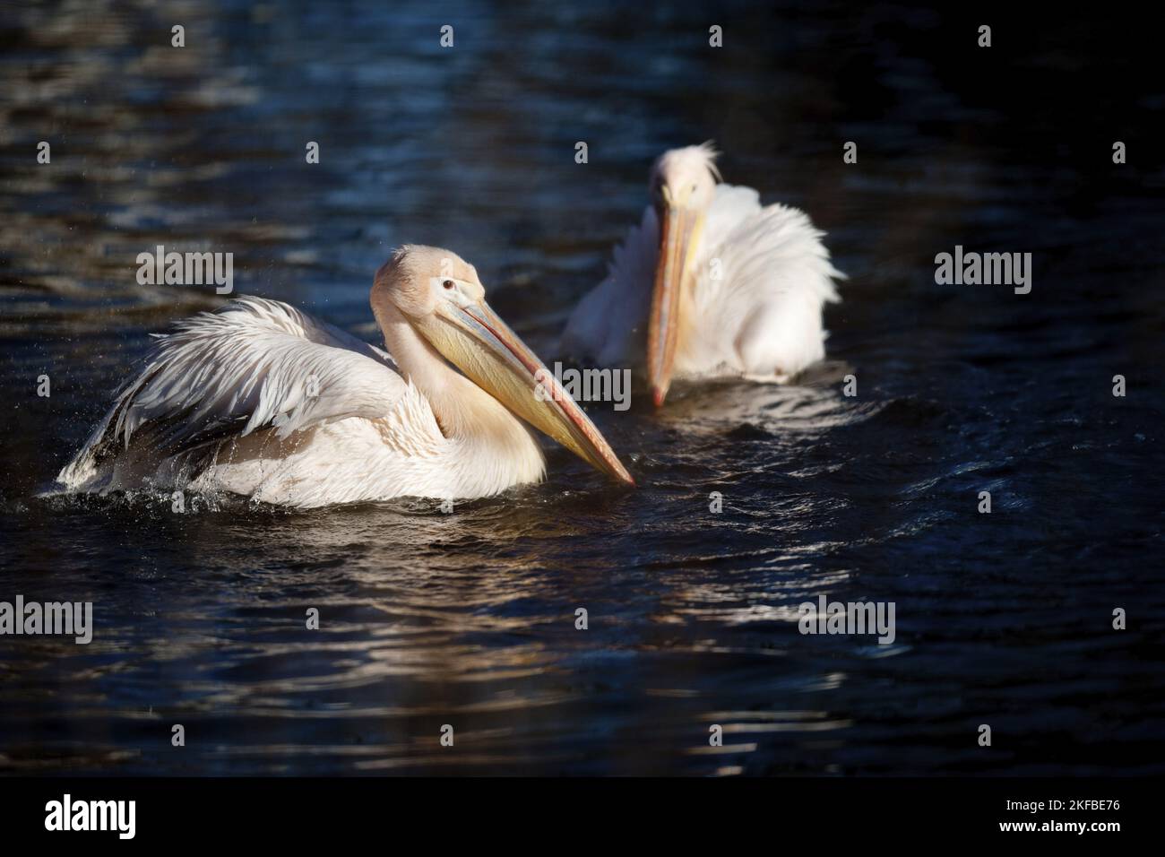 Pelicans in motion hi-res stock photography and images - Alamy