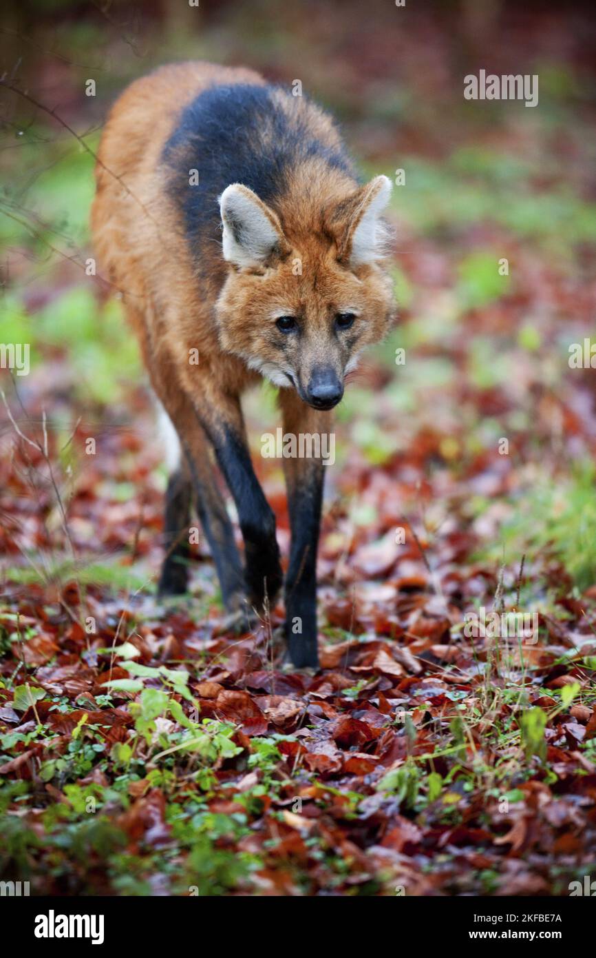 Maned wolf walking hi-res stock photography and images - Alamy