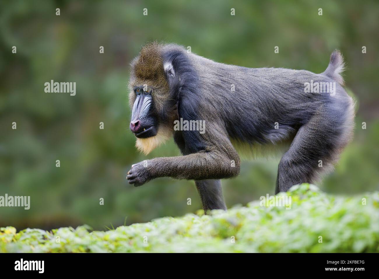 Mandrill mandrillus sphinx side view hi-res stock photography and ...