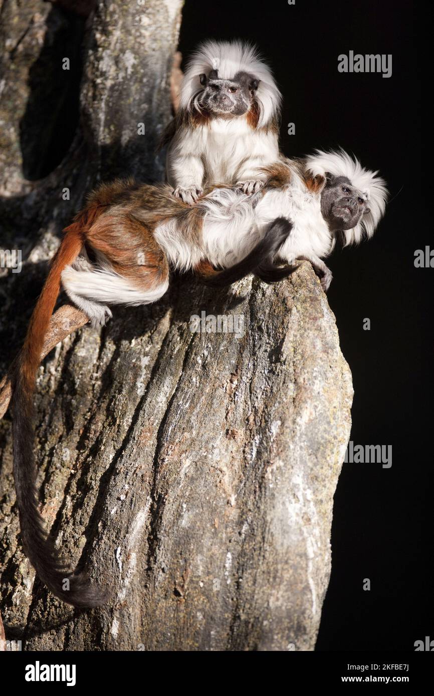 Pinch tamarin hi-res stock photography and images - Alamy