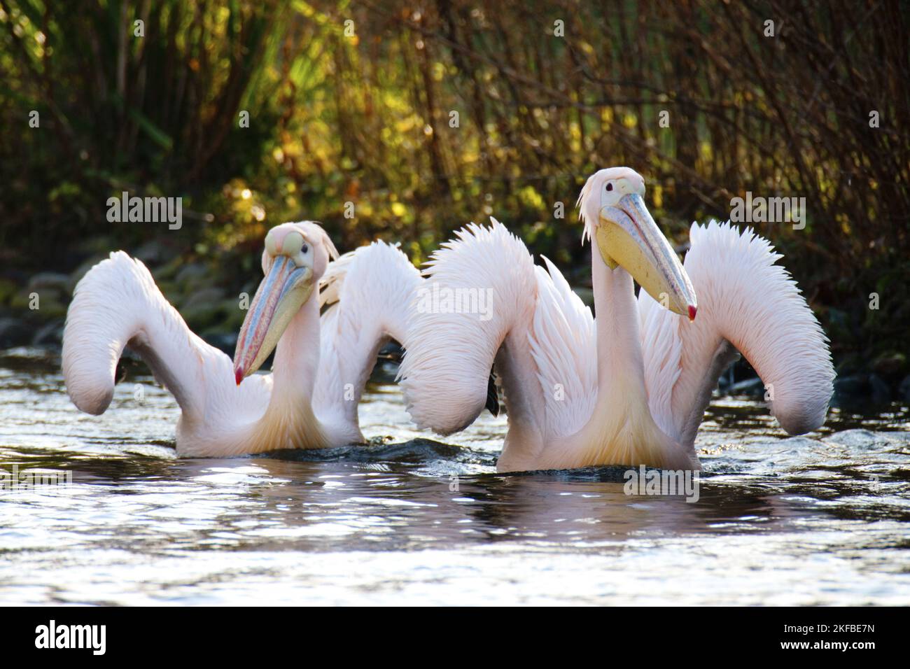 Pelicans in motion hi-res stock photography and images - Alamy