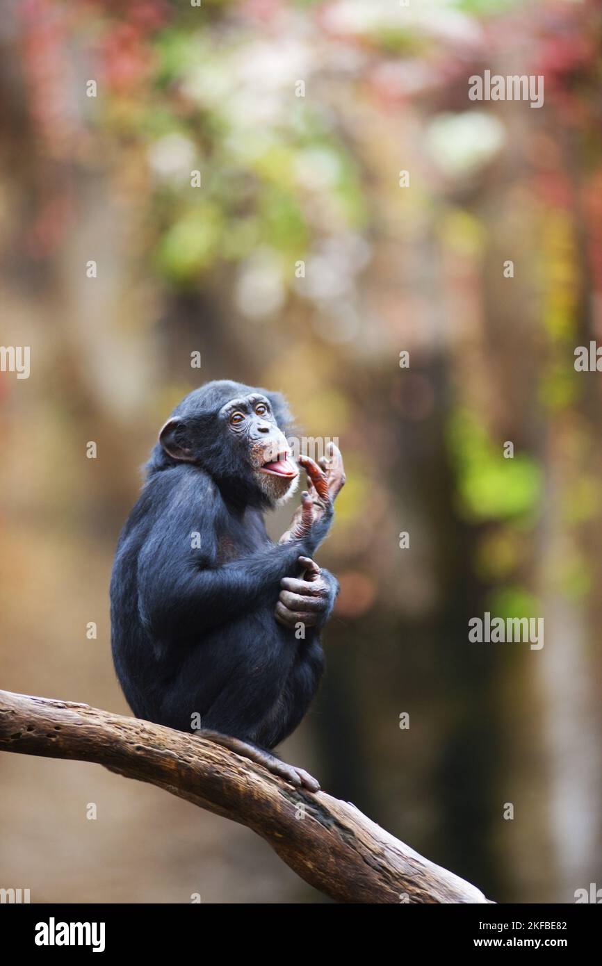 Solo chimp hi-res stock photography and images - Alamy