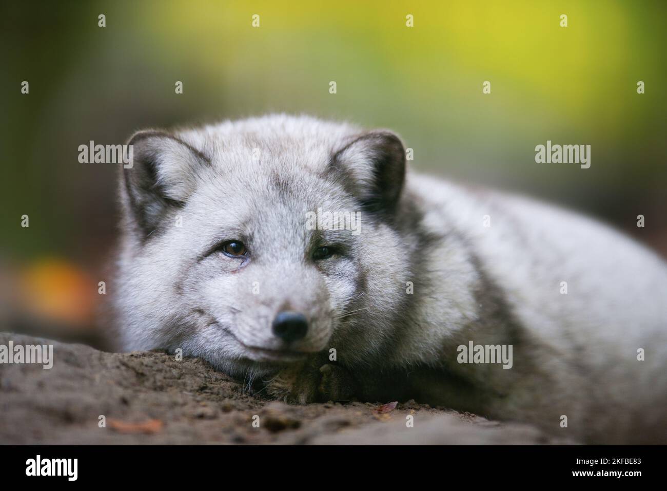 Arctic fox summer with prey hi-res stock photography and images - Alamy