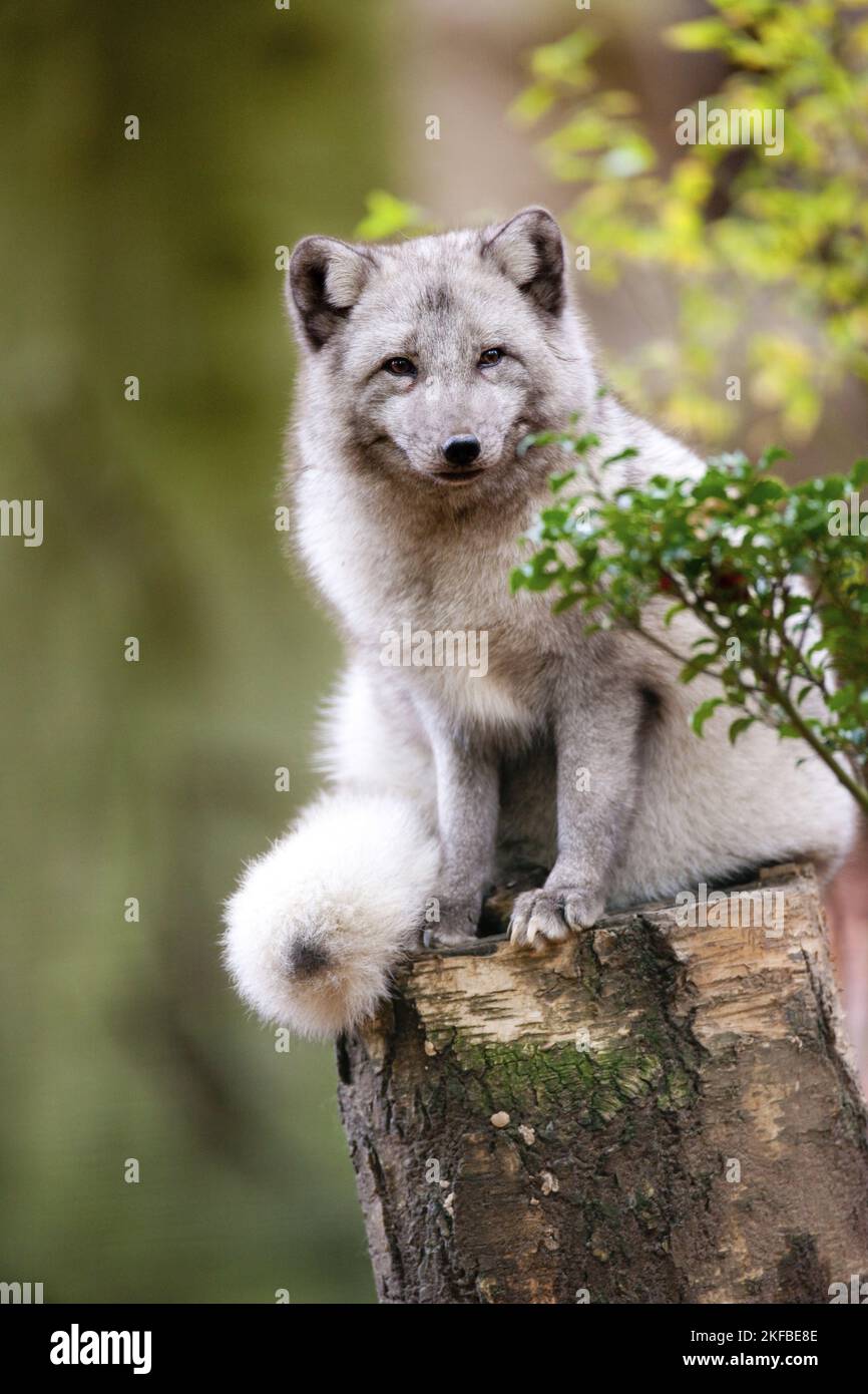 Arctic fox summer with prey hi-res stock photography and images - Alamy