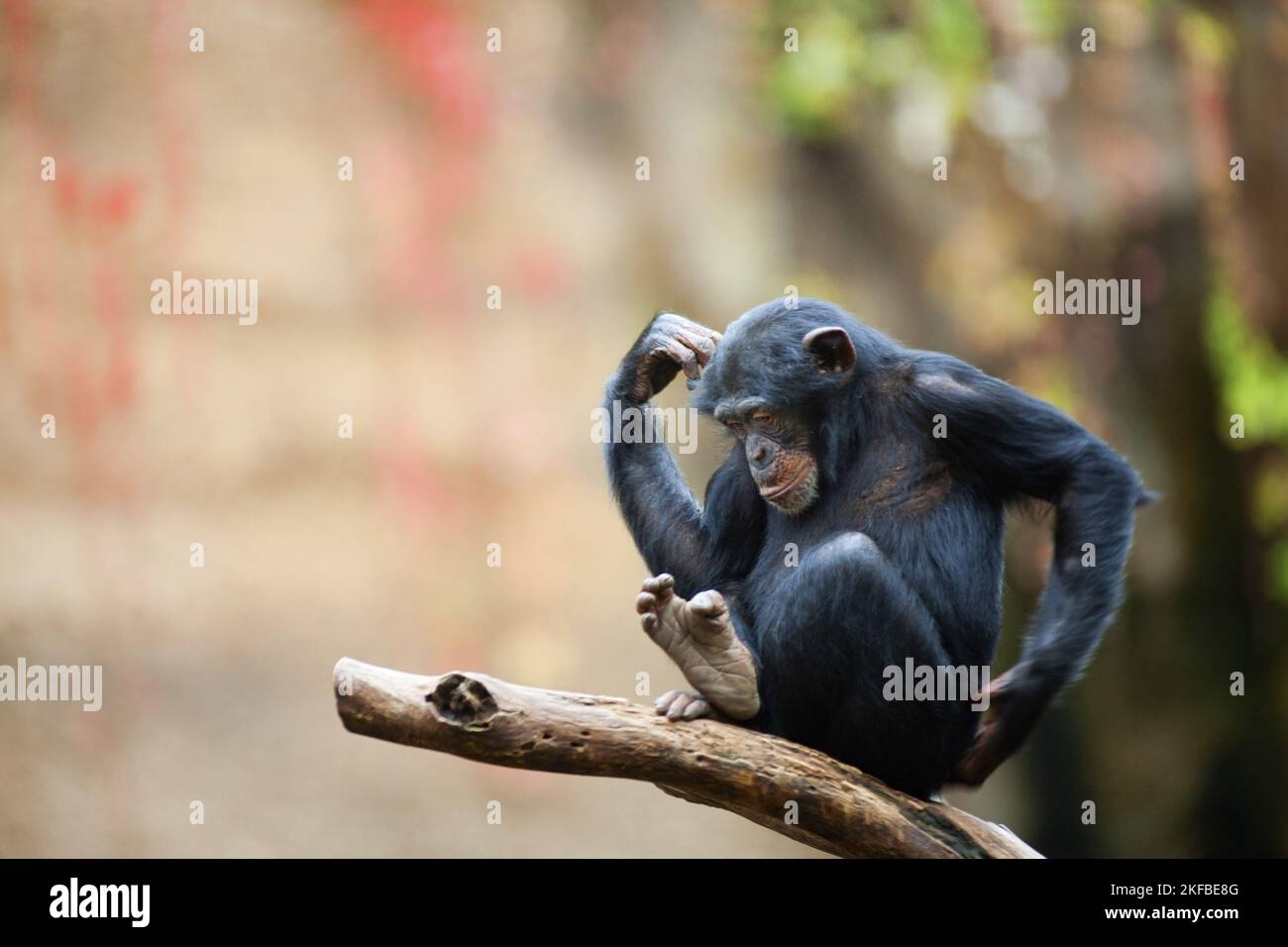 Solo chimp hi-res stock photography and images - Alamy