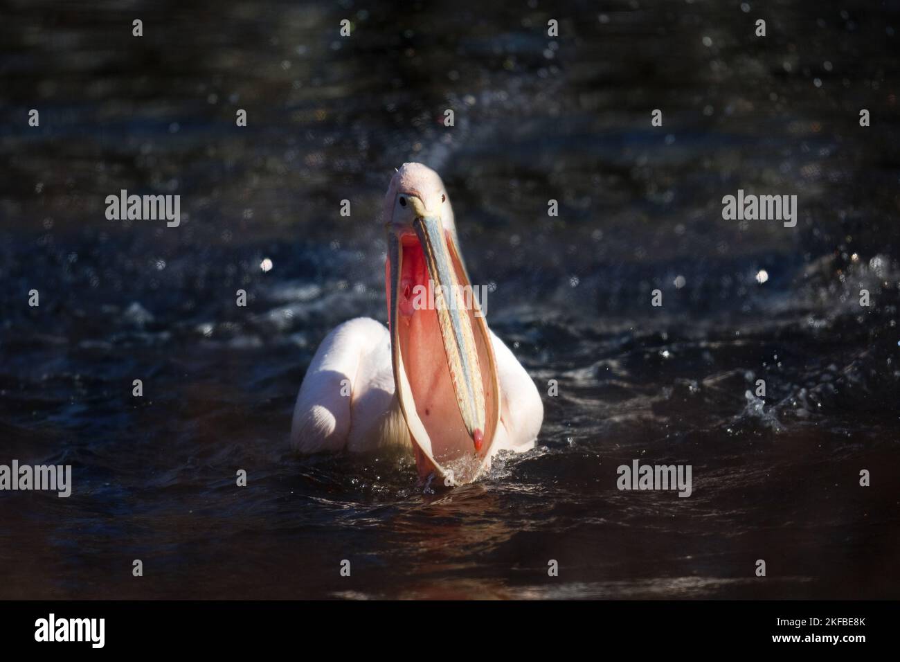 Pelican frontal hi-res stock photography and images - Alamy